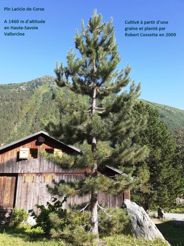 Pin Laricio de Corse pour le climat: 50 tonnes de CO2.